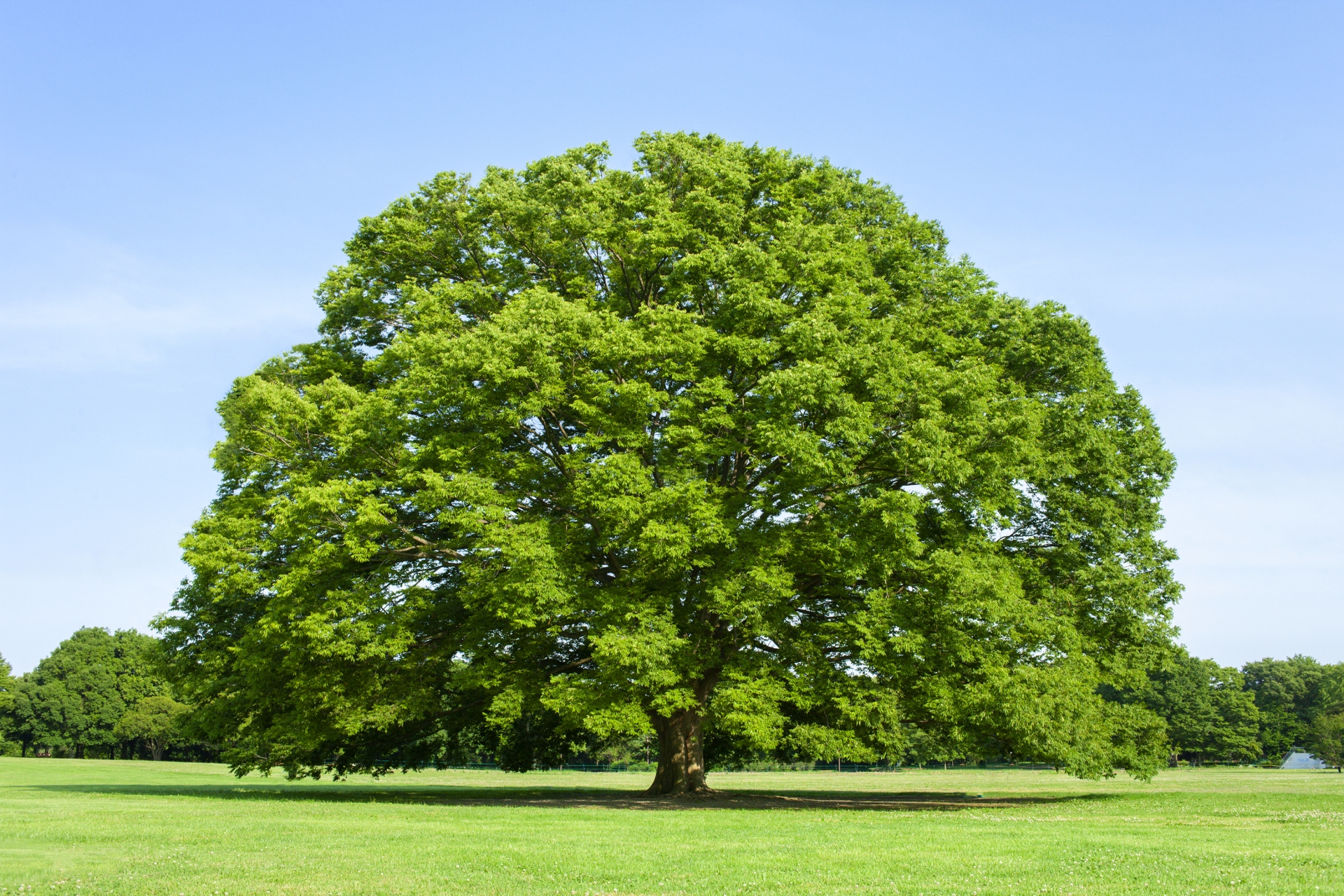 FSC認証 | Meijitsu Vietnam